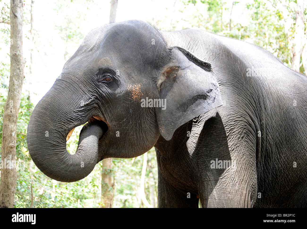 Elefant indien -Fotos und -Bildmaterial in hoher Auflösung – Alamy