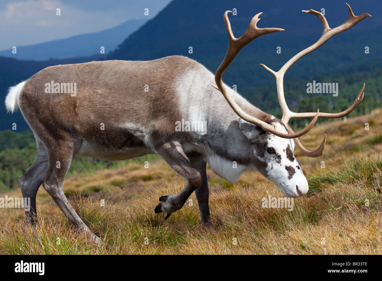 Karibu hirsch -Fotos und -Bildmaterial in hoher Auflösung – Alamy