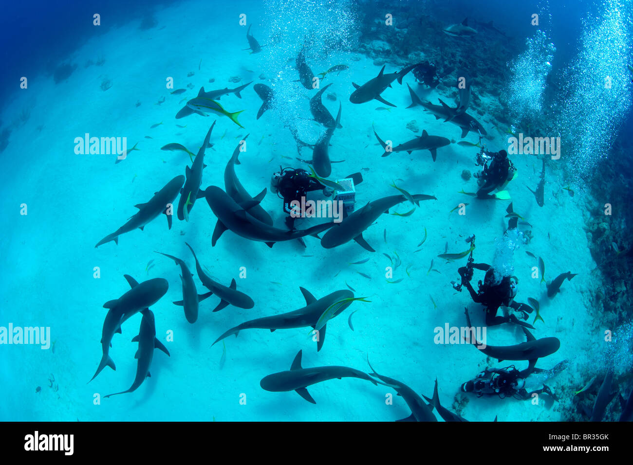 Feeding frenzy caribbean reef shark -Fotos und -Bildmaterial in hoher ...