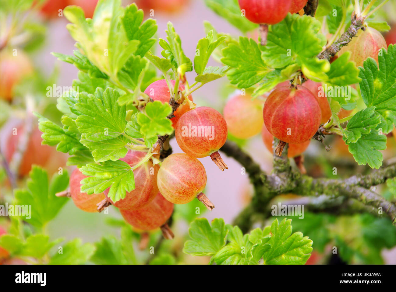 Der stachelbeere -Fotos und -Bildmaterial in hoher Auflösung – Alamy