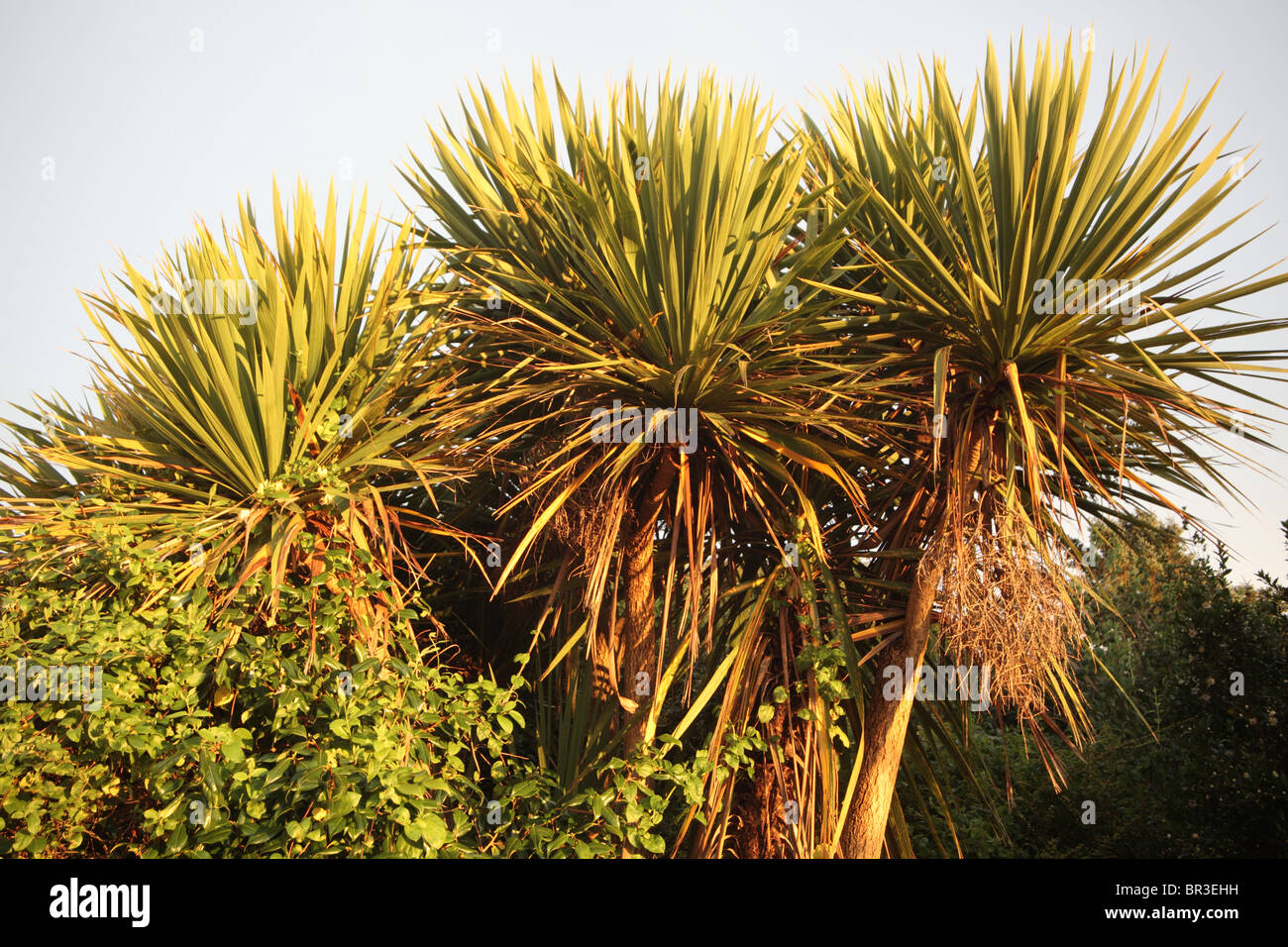 Palmen uk -Fotos und -Bildmaterial in hoher Auflösung – Alamy