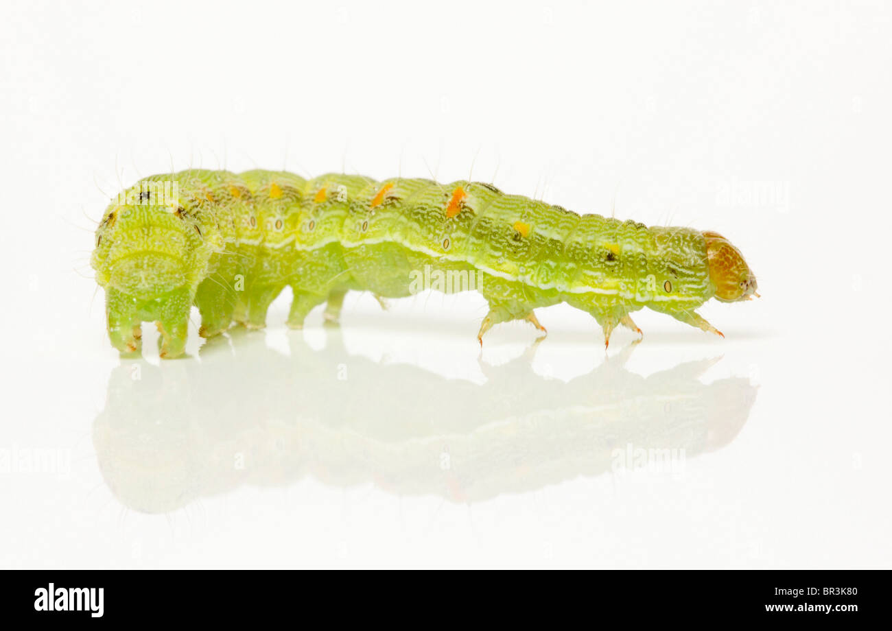 Auffallende raupe -Fotos und -Bildmaterial in hoher Auflösung – Alamy