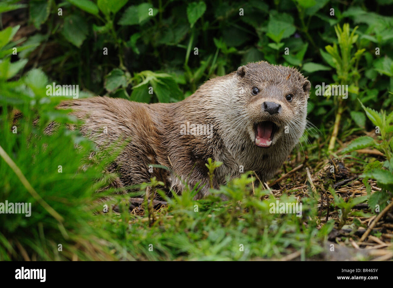 River otter mouth open -Fotos und -Bildmaterial in hoher Auflösung – Alamy