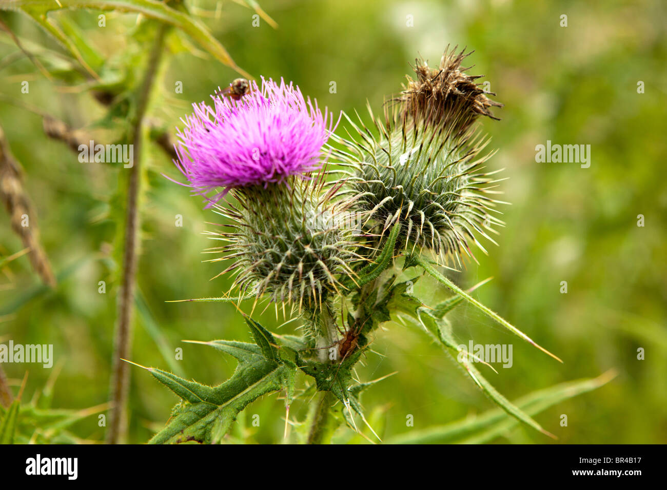 Schottisches emblem -Fotos und -Bildmaterial in hoher Auflösung – Alamy