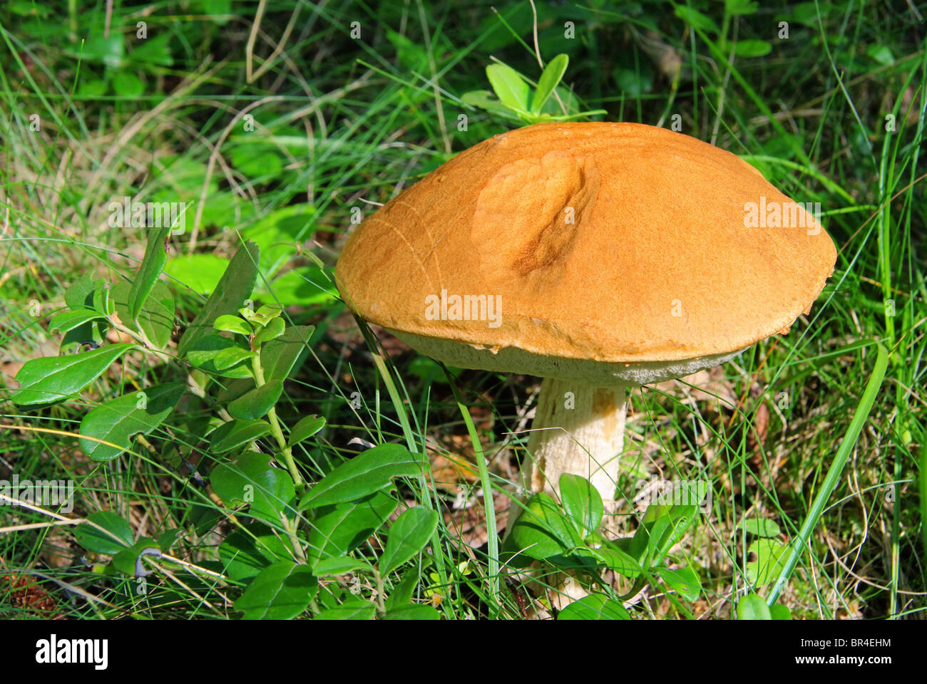 Espen rotkappe -Fotos und -Bildmaterial in hoher Auflösung – Alamy