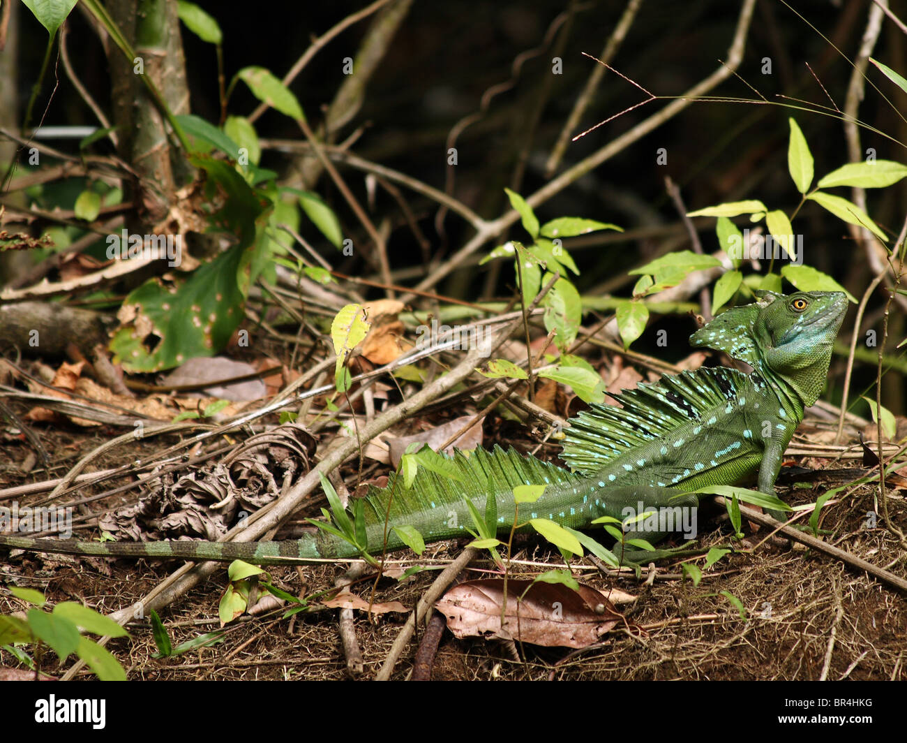 Jesus christus basilisk -Fotos und -Bildmaterial in hoher Auflösung – Alamy
