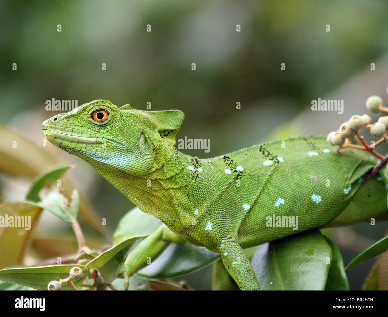 Weibliche grün Basilisken (Plumifrons Basiliskos), AKA Jesus Christ ...