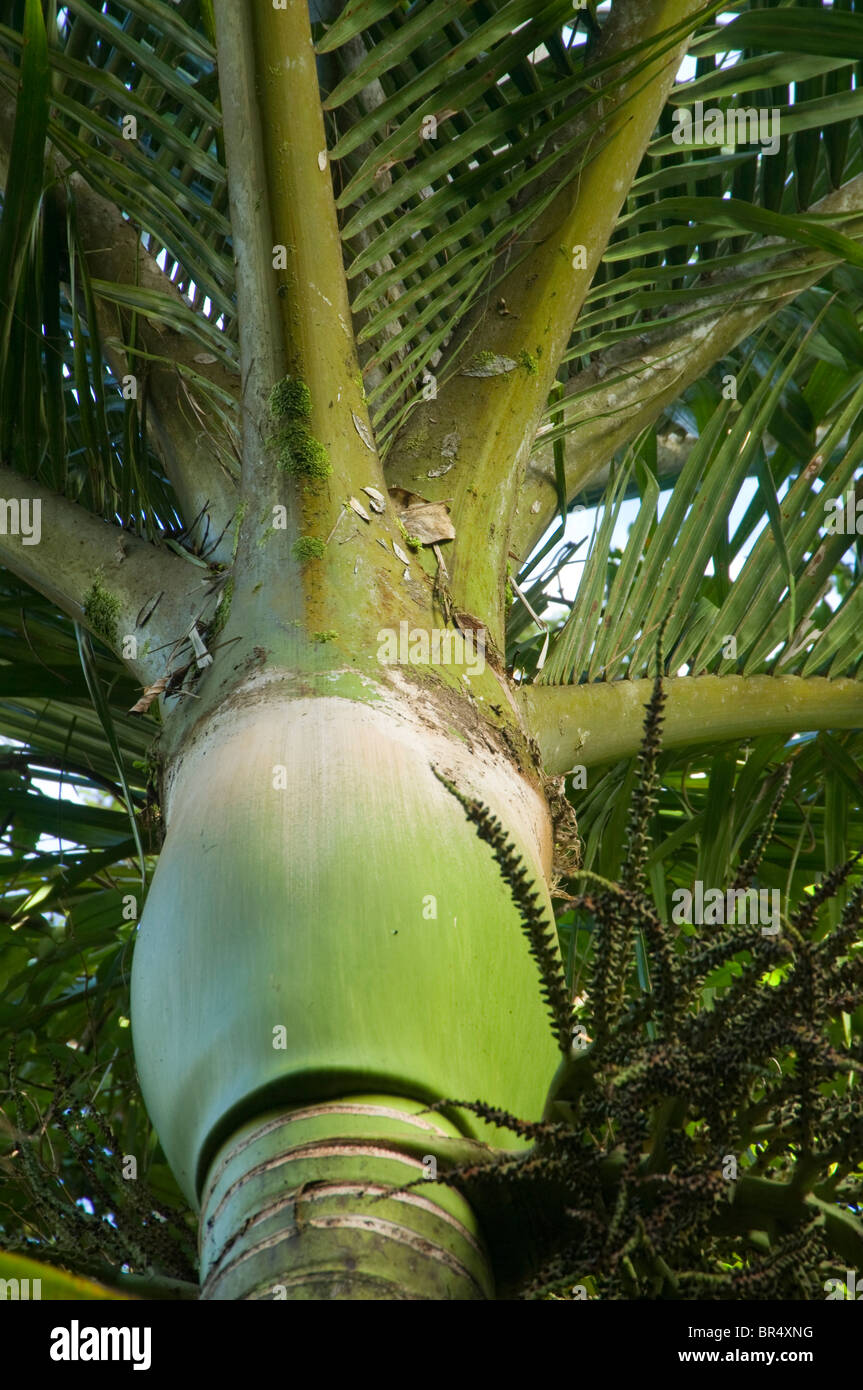Nikau palme rhopalostylis sapida -Fotos und -Bildmaterial in hoher ...