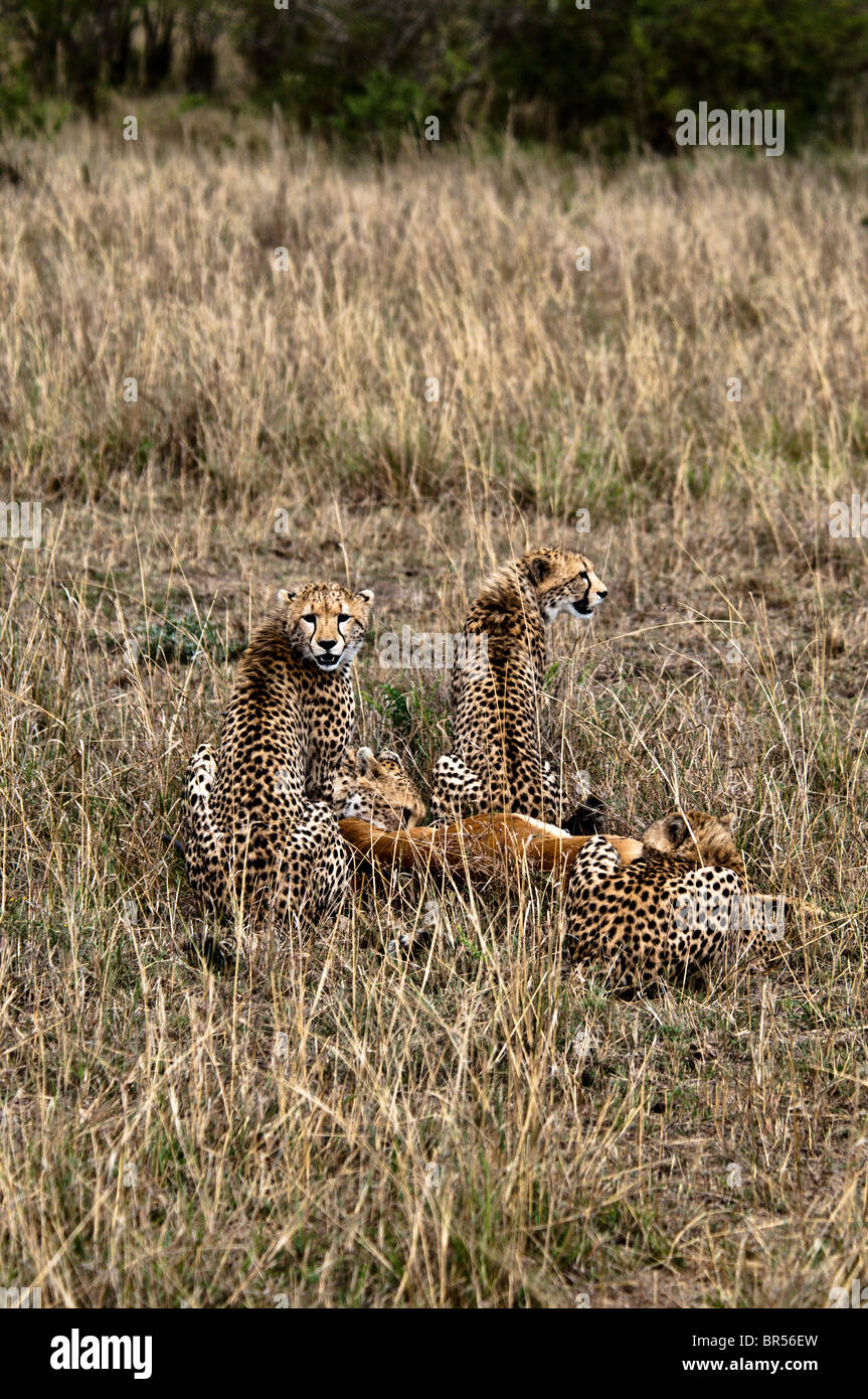 Junge Geparden, Acinonyx Jubatus, Fütterung auf eine Impala, Masai Mara ...