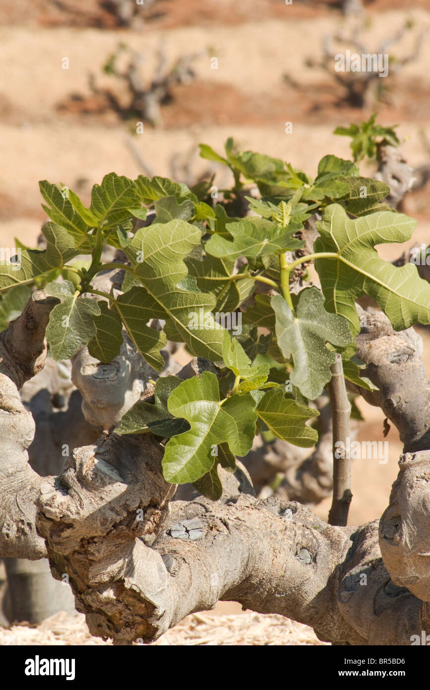 Ficus caricas -Fotos und -Bildmaterial in hoher Auflösung – Alamy