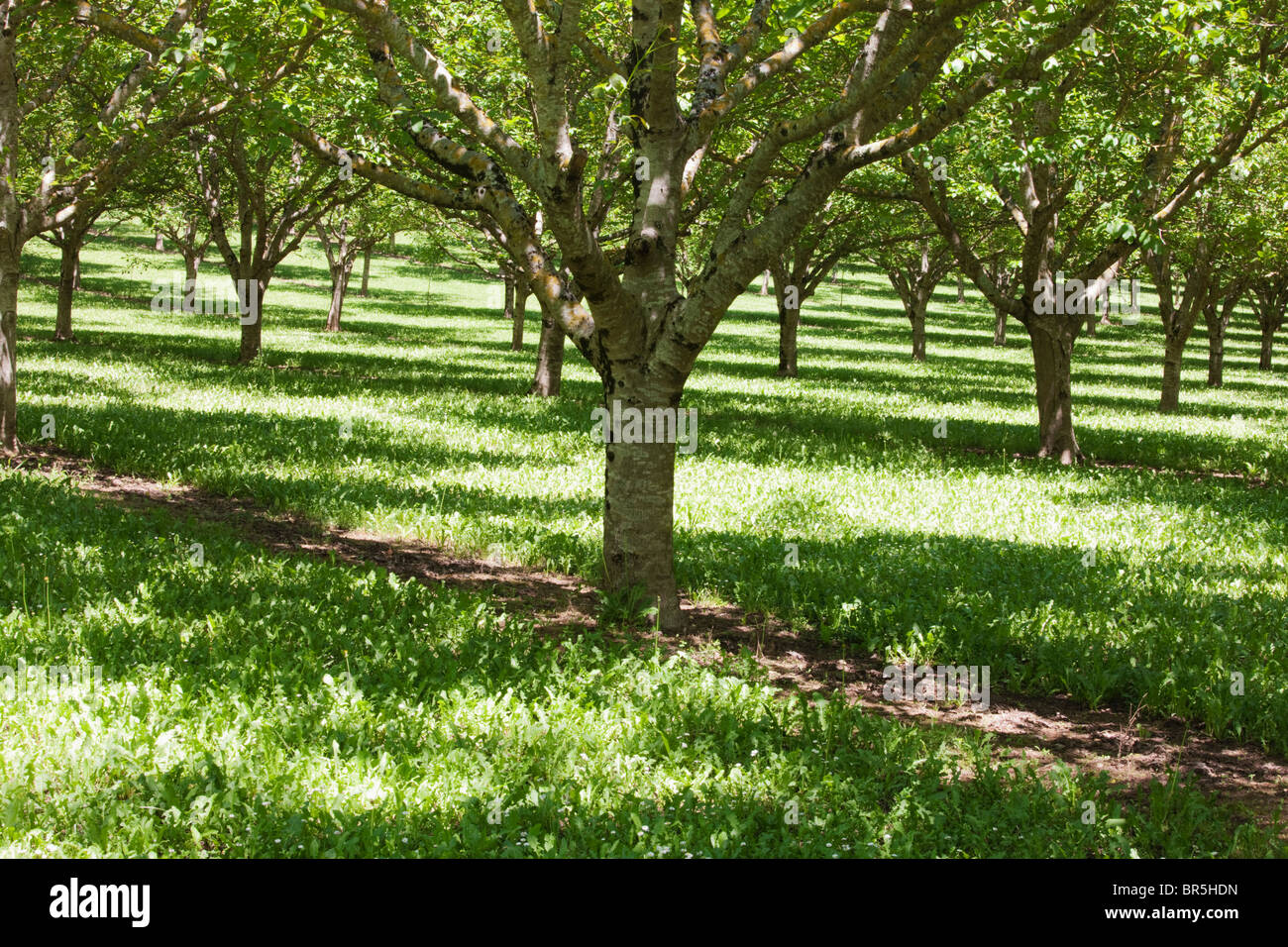 Obstgarten, Dordogne; Frankreich Stockfotografie - Alamy