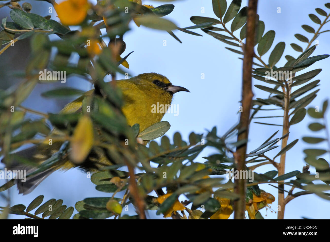 Hawaiian Kleidervogel (Anianiau Hemignathus) in einem Baum in Maui ...