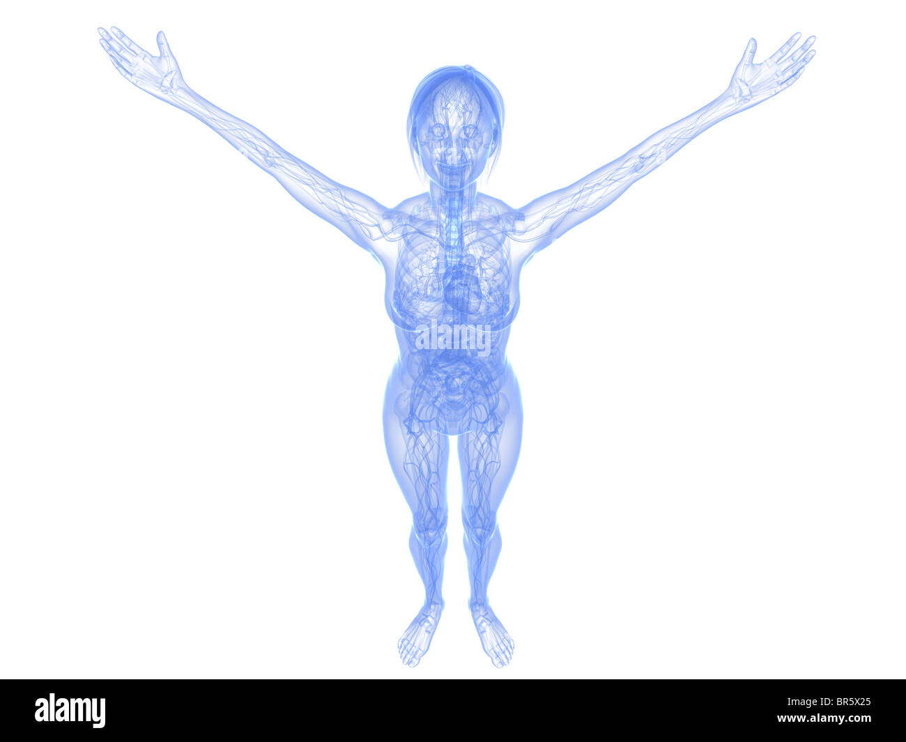 Weibliche anatomy Ausgeschnittene Stockfotos und -bilder - Alamy