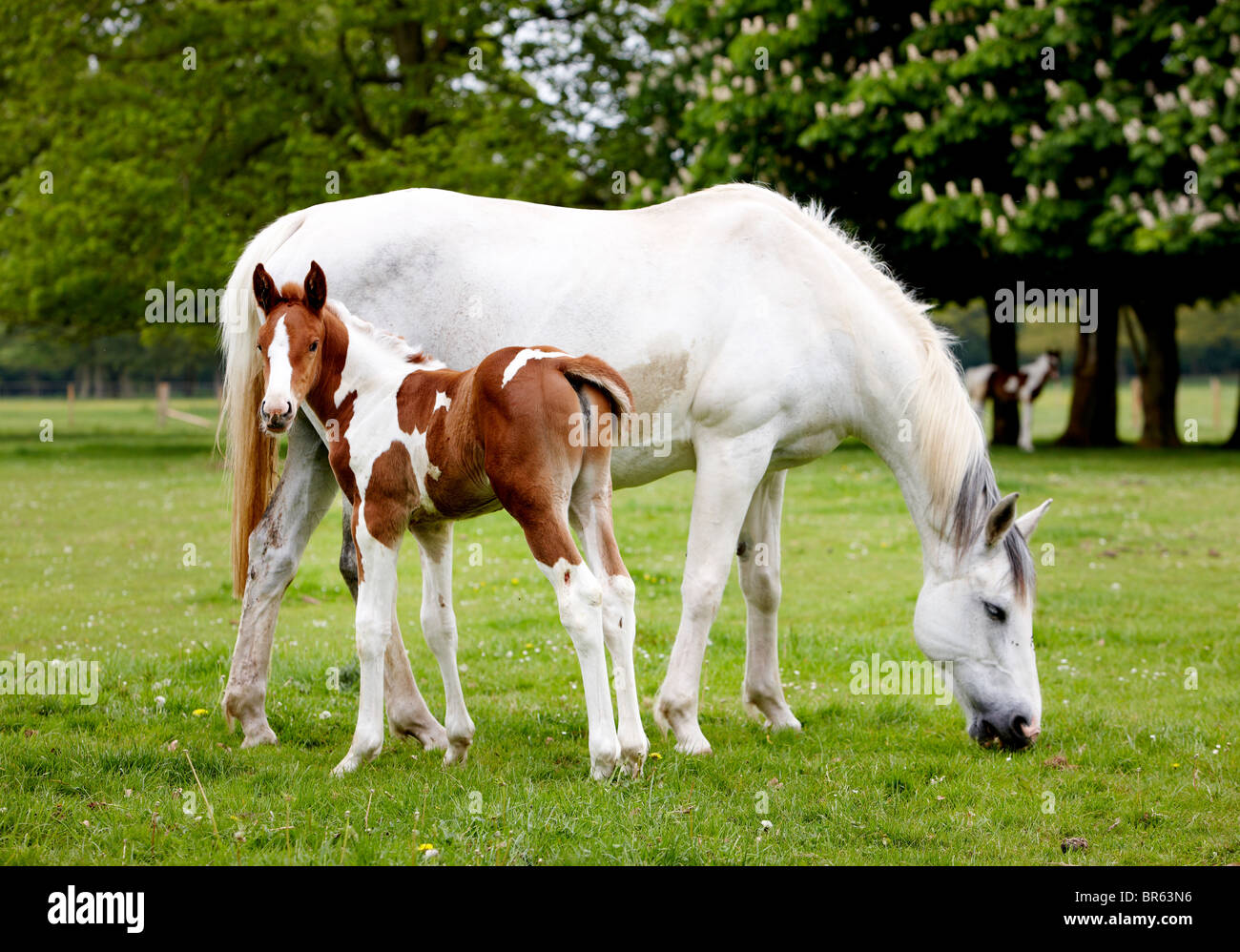 Verspieltes fohlen -Fotos und -Bildmaterial in hoher Auflösung – Alamy
