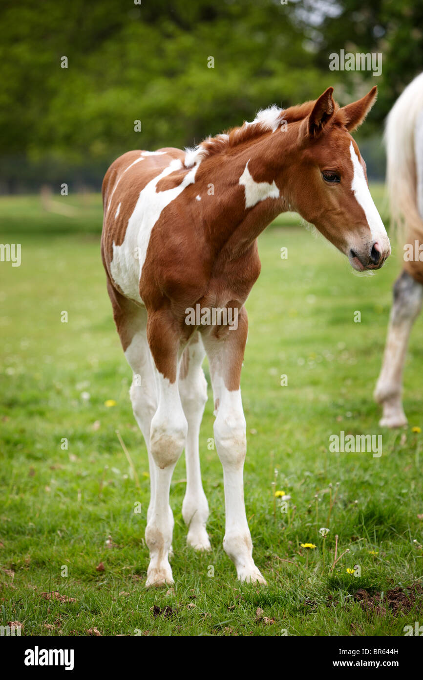 Die Geburt Von Pferden Stockfotos und -bilder Kaufen - Alamy