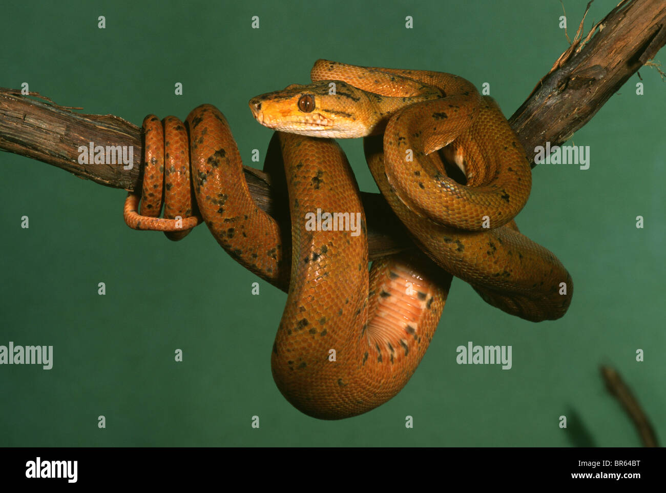 Amazonas baum boa corallus enydris -Fotos und -Bildmaterial in hoher ...