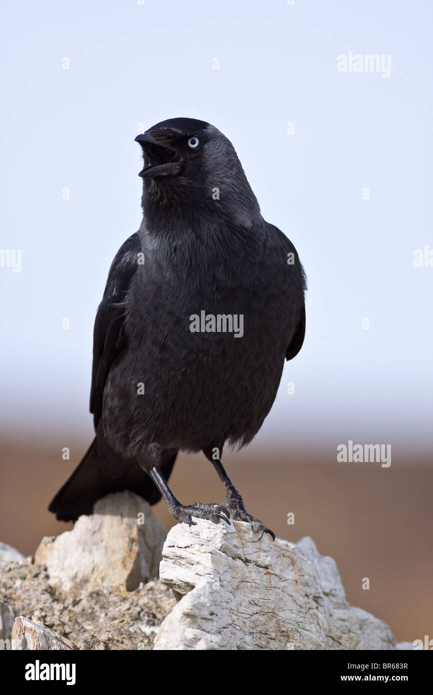 Schwarzer dohle rock -Fotos und -Bildmaterial in hoher Auflösung – Alamy