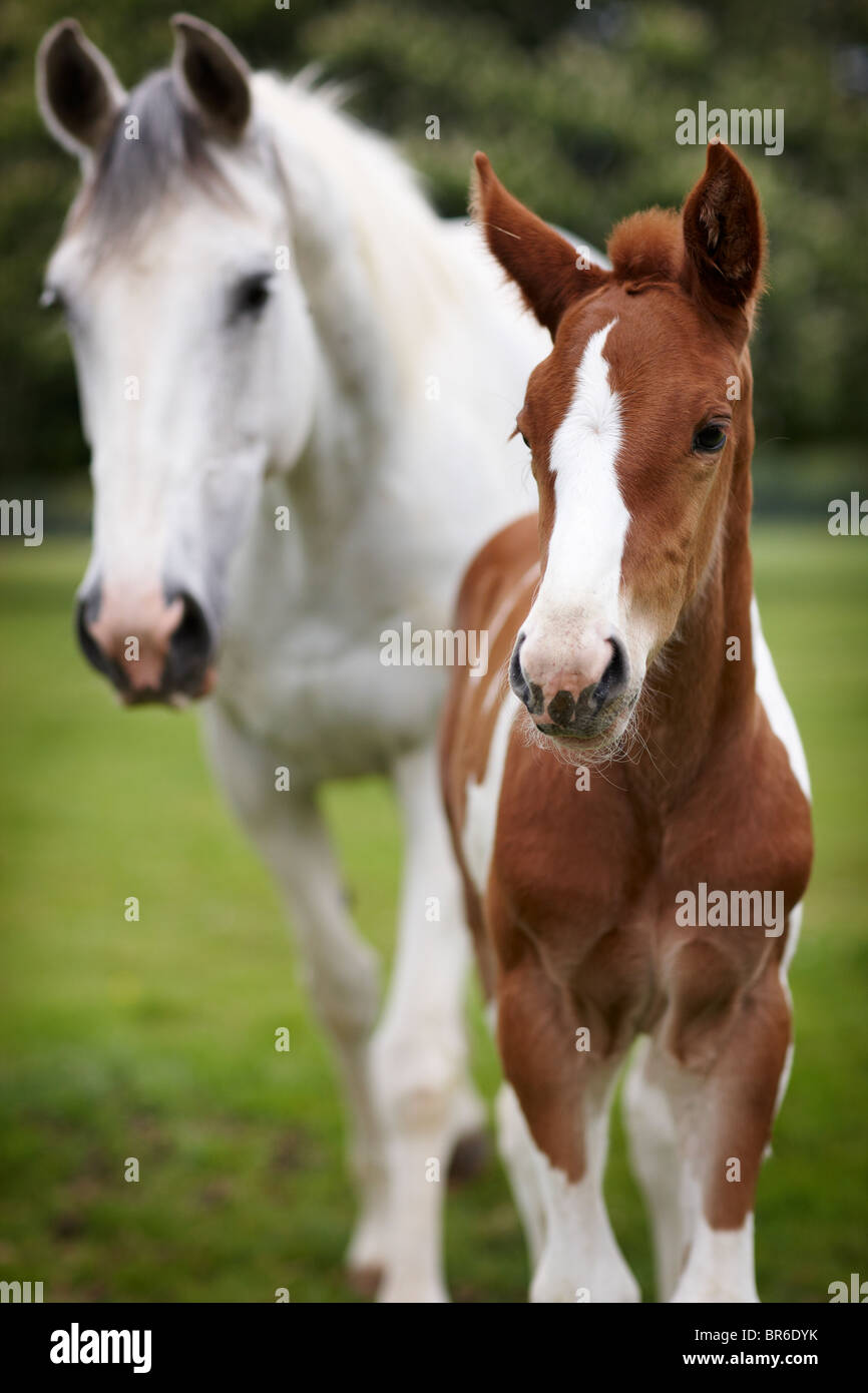 Verspieltes fohlen -Fotos und -Bildmaterial in hoher Auflösung – Alamy