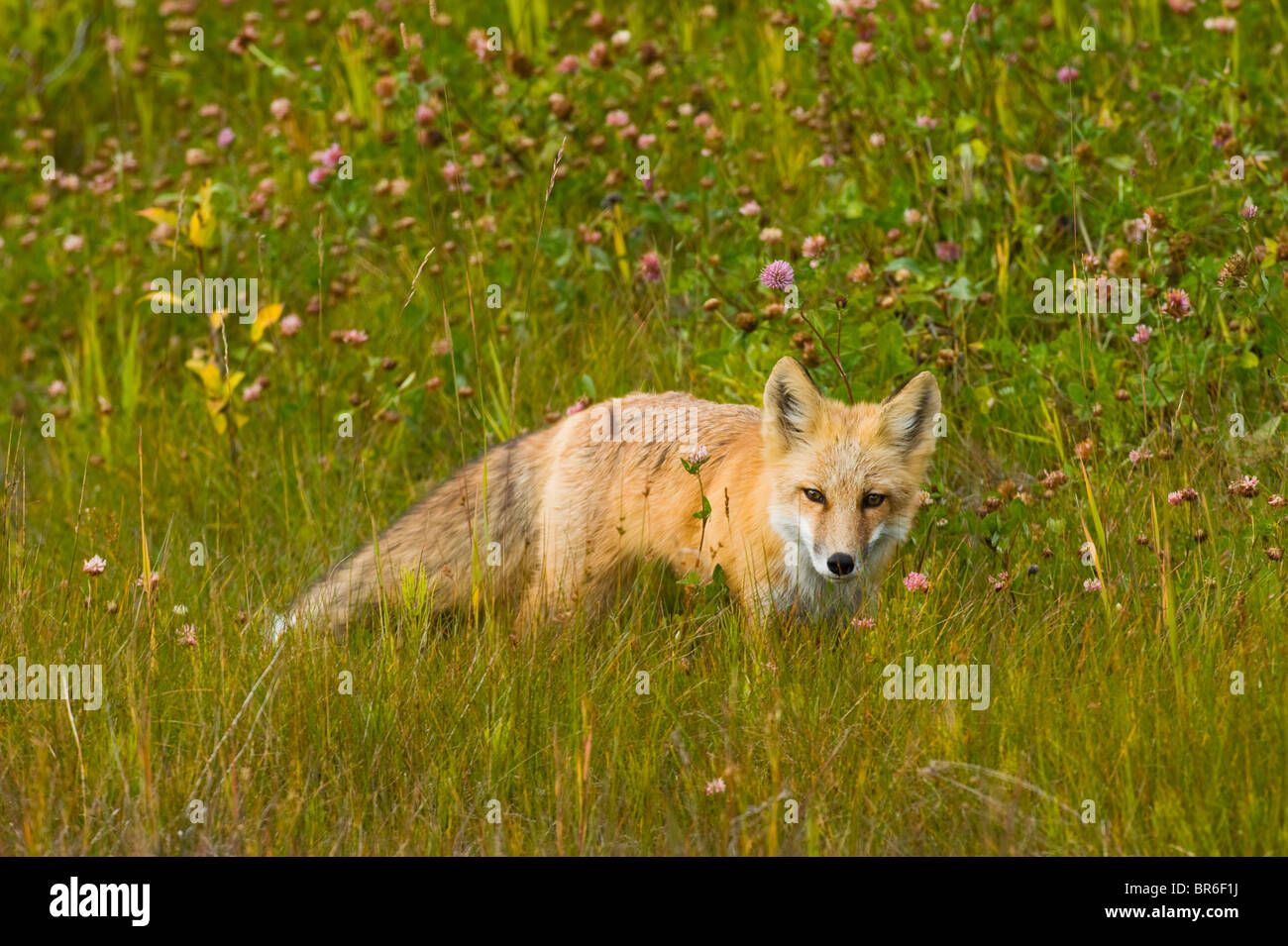 Rotfuchs lebensraum -Fotos und -Bildmaterial in hoher Auflösung – Alamy