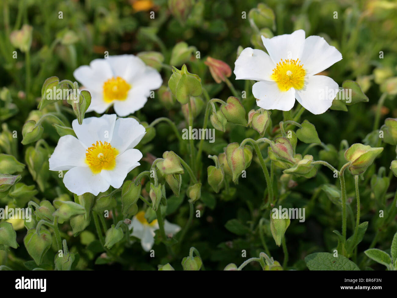 Zistrose, Cistus Salviifolius var. prostratus, Cistaceae, mediterran ...