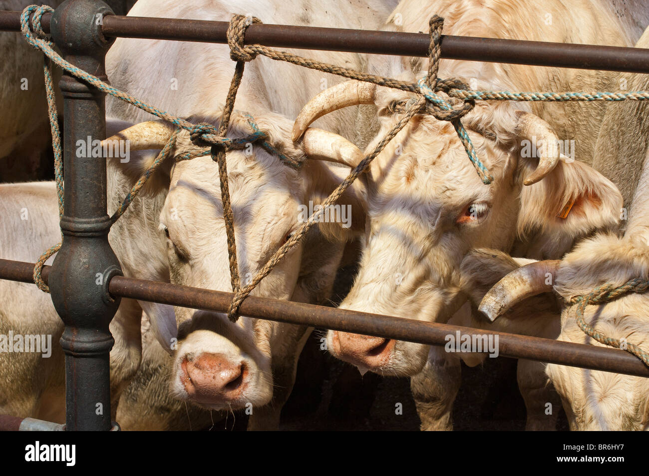 Bindungsbindung binden -Fotos und -Bildmaterial in hoher Auflösung – Alamy