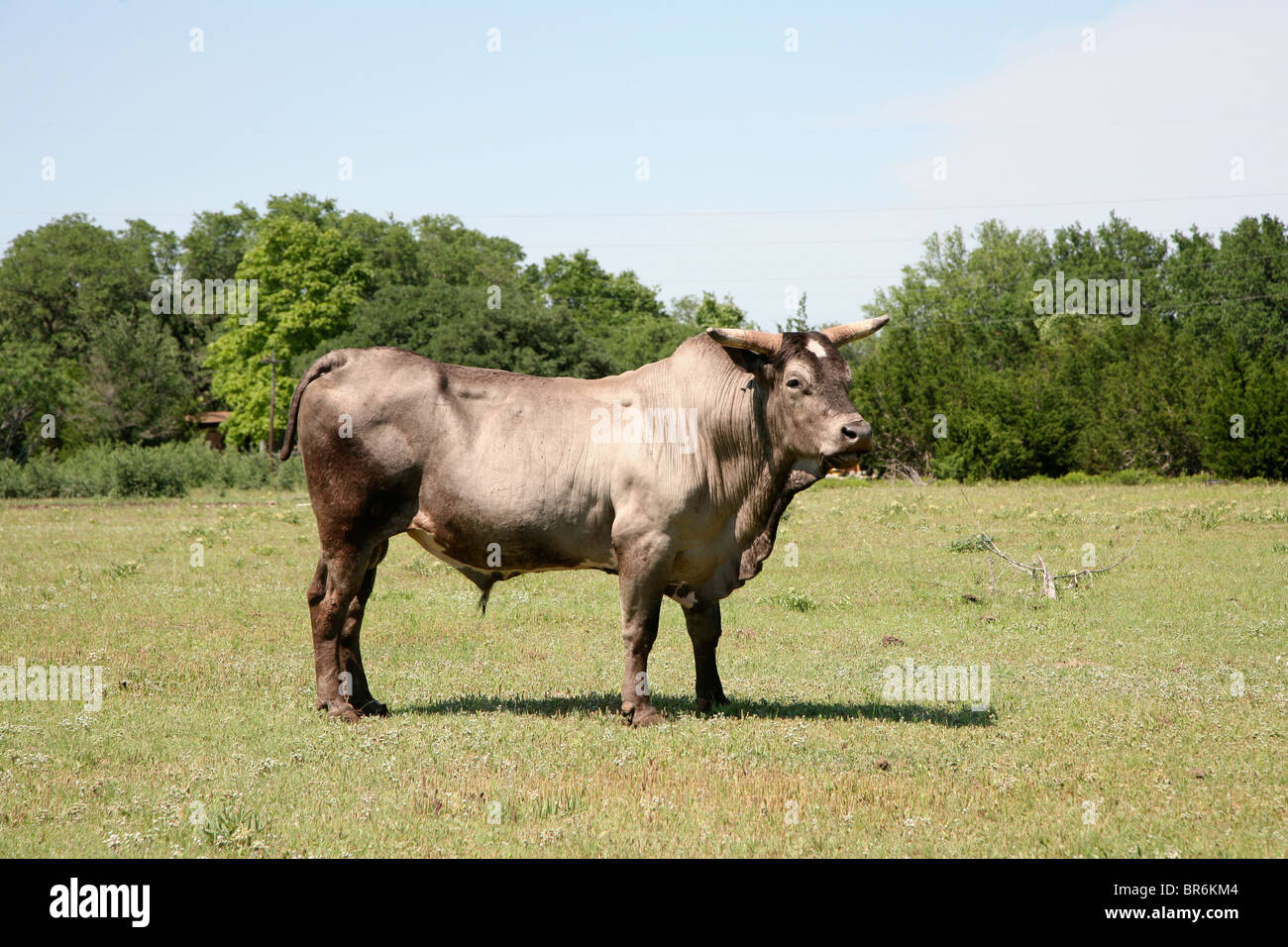 Ein stier -Fotos und -Bildmaterial in hoher Auflösung – Alamy