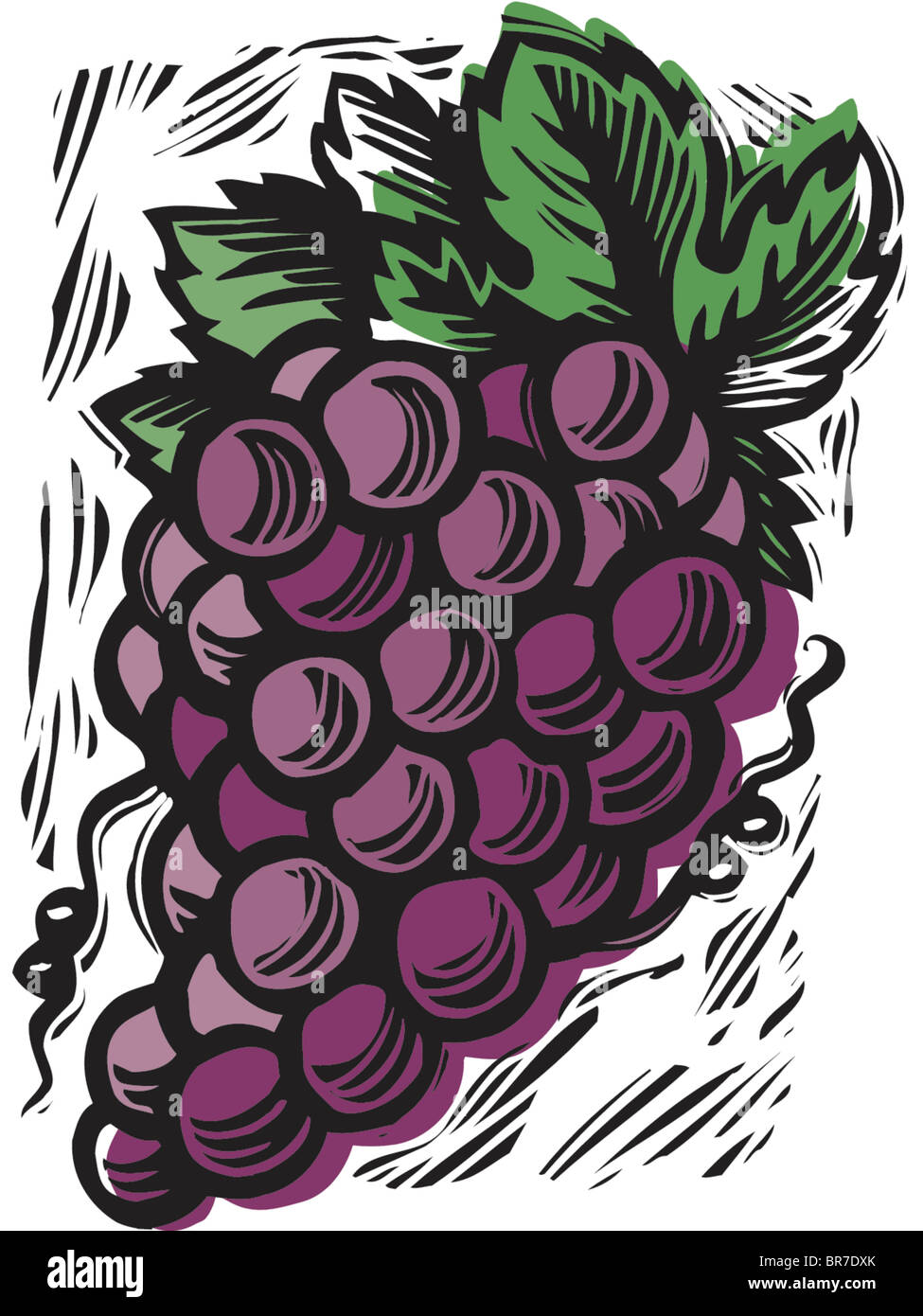Graphics grapes -Fotos und -Bildmaterial in hoher Auflösung – Alamy