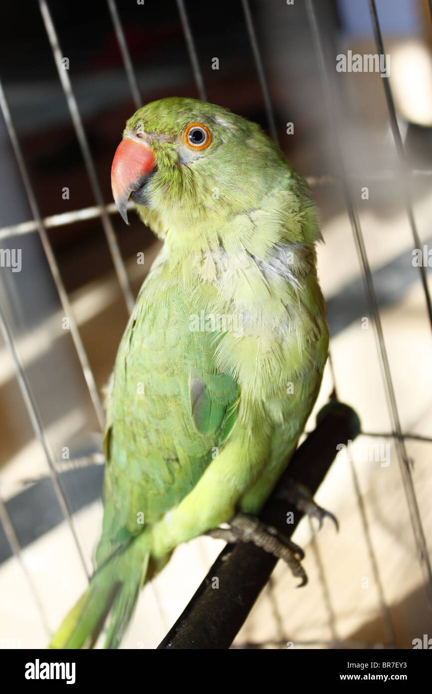 Singender papagei -Fotos und -Bildmaterial in hoher Auflösung – Alamy