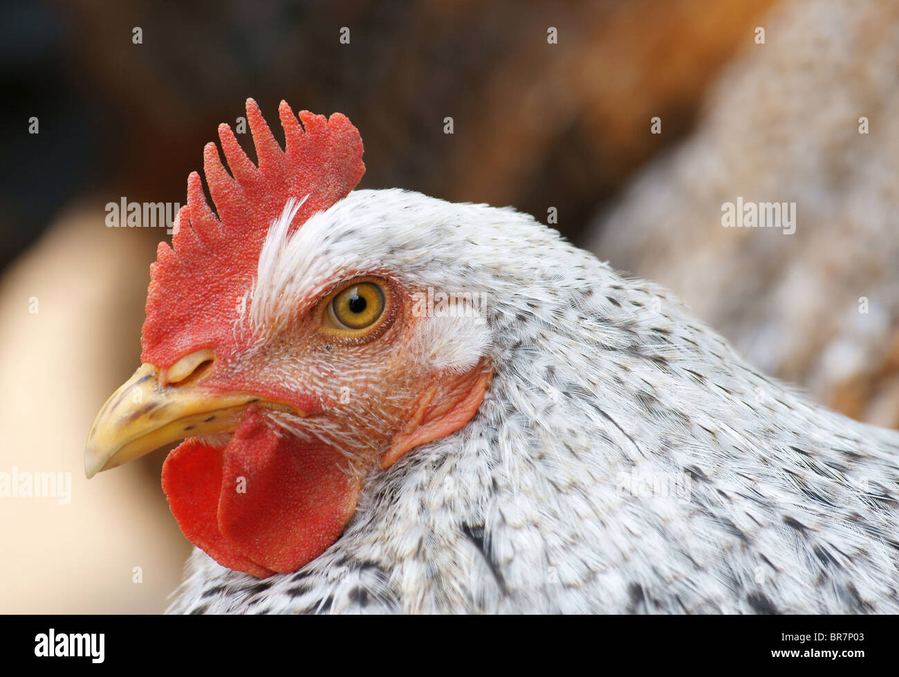 Gefiederte henne -Fotos und -Bildmaterial in hoher Auflösung – Alamy