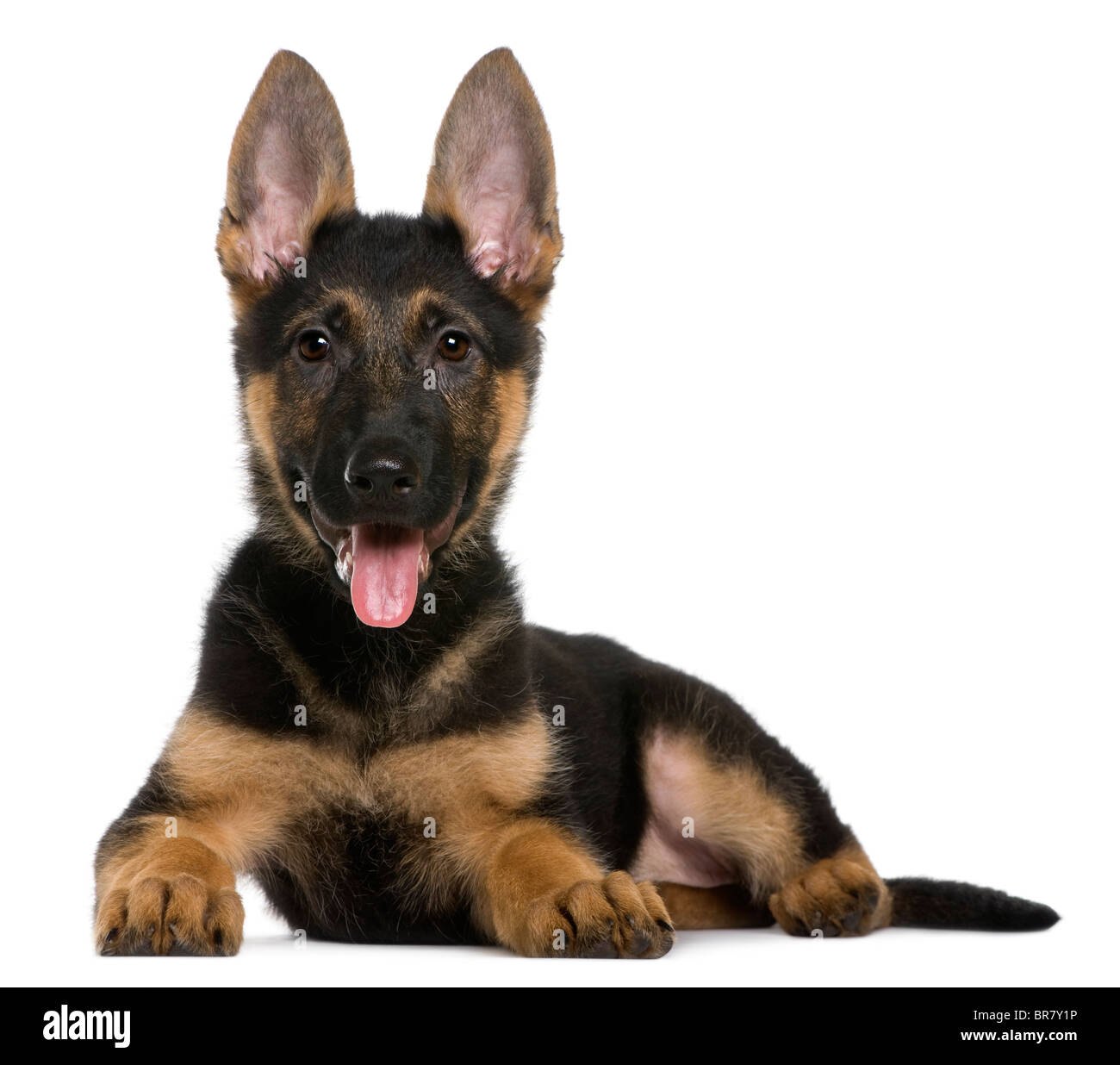 Deutscher Schäferhund Welpen, 3 Monate vor weißem Hintergrund liegen ...