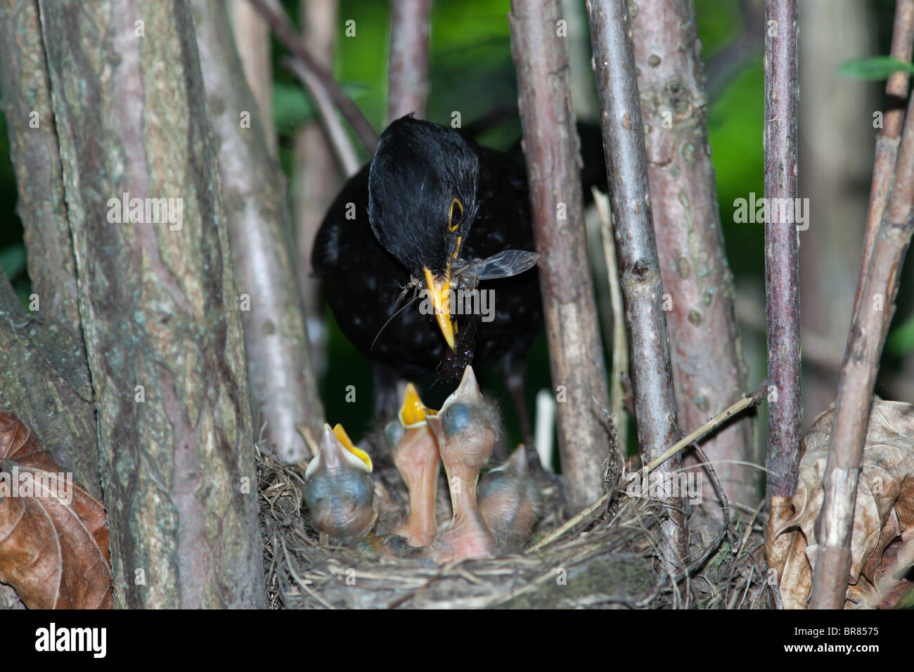 Baby amsel -Fotos und -Bildmaterial in hoher Auflösung – Alamy