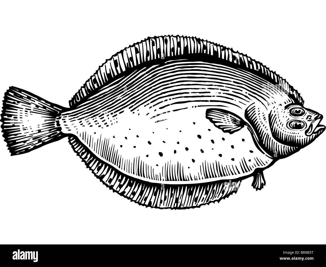 Ein schwarz-weiß Zeichnung eine Flunder Stockfotografie - Alamy