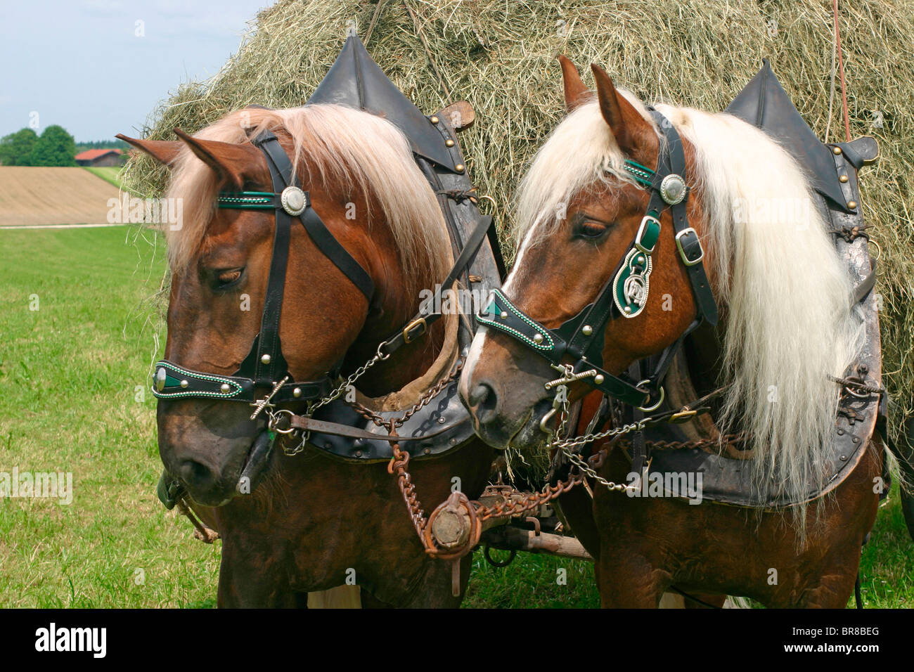 South German Coldblood (Equus Caballus), ein Team von zwei ziehen einen ...