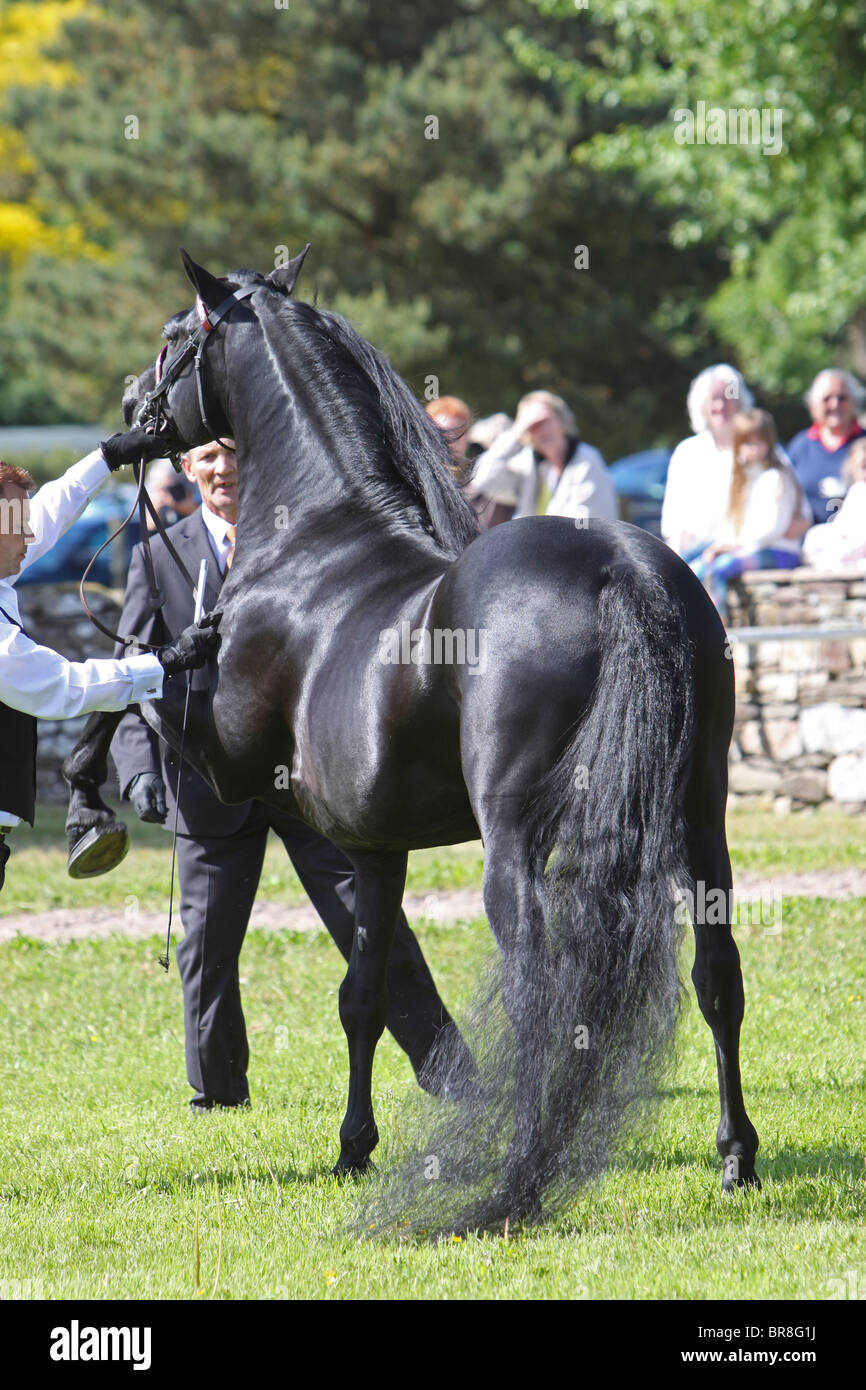 Morgan horse stallion -Fotos und -Bildmaterial in hoher Auflösung – Alamy