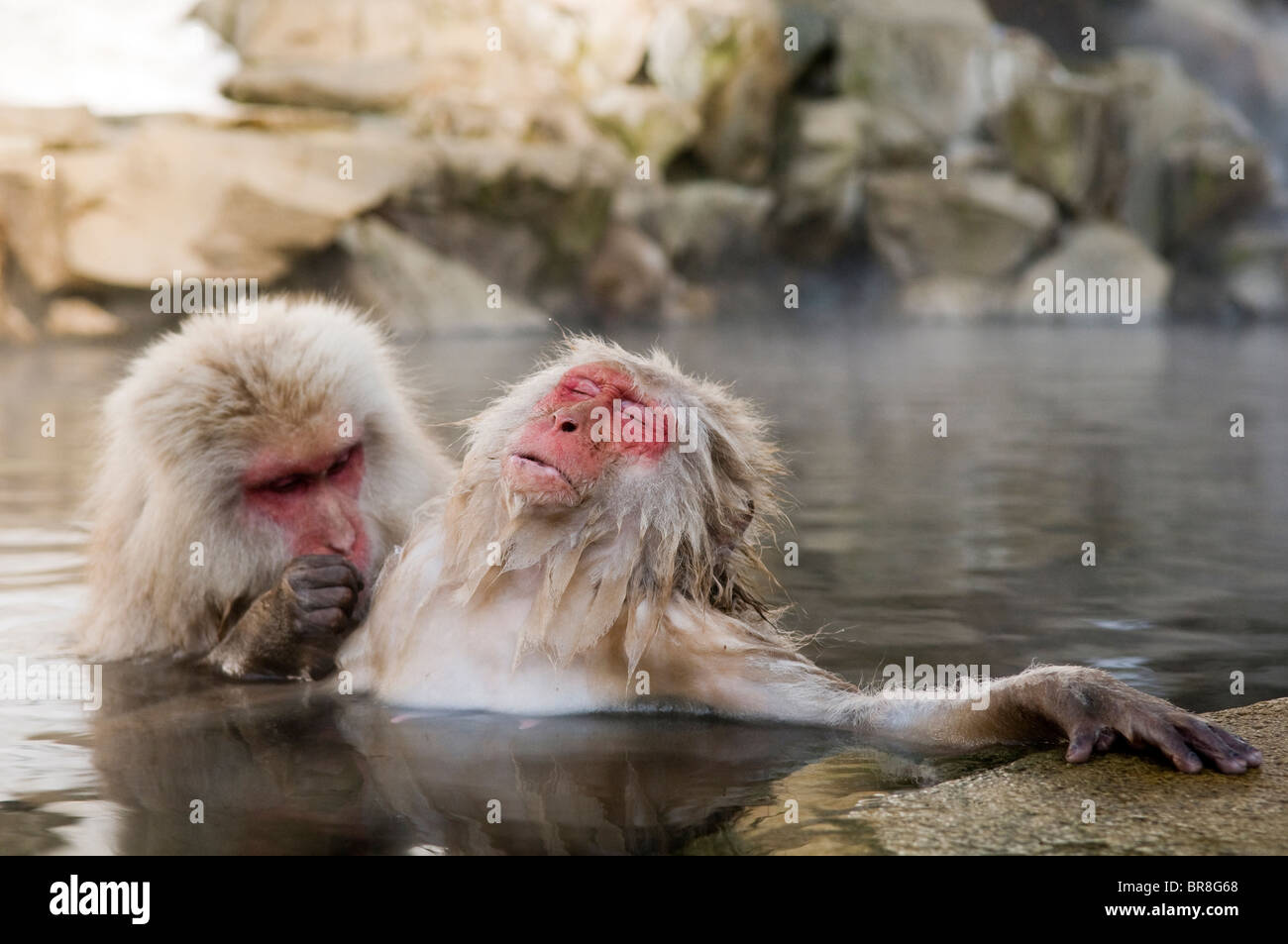 Japanese macaque hot spring -Fotos und -Bildmaterial in hoher Auflösung ...