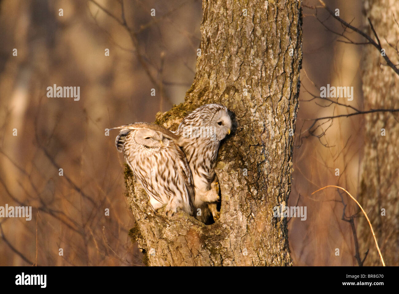 Zwei Eulen Stockfotos und -bilder Kaufen - Alamy