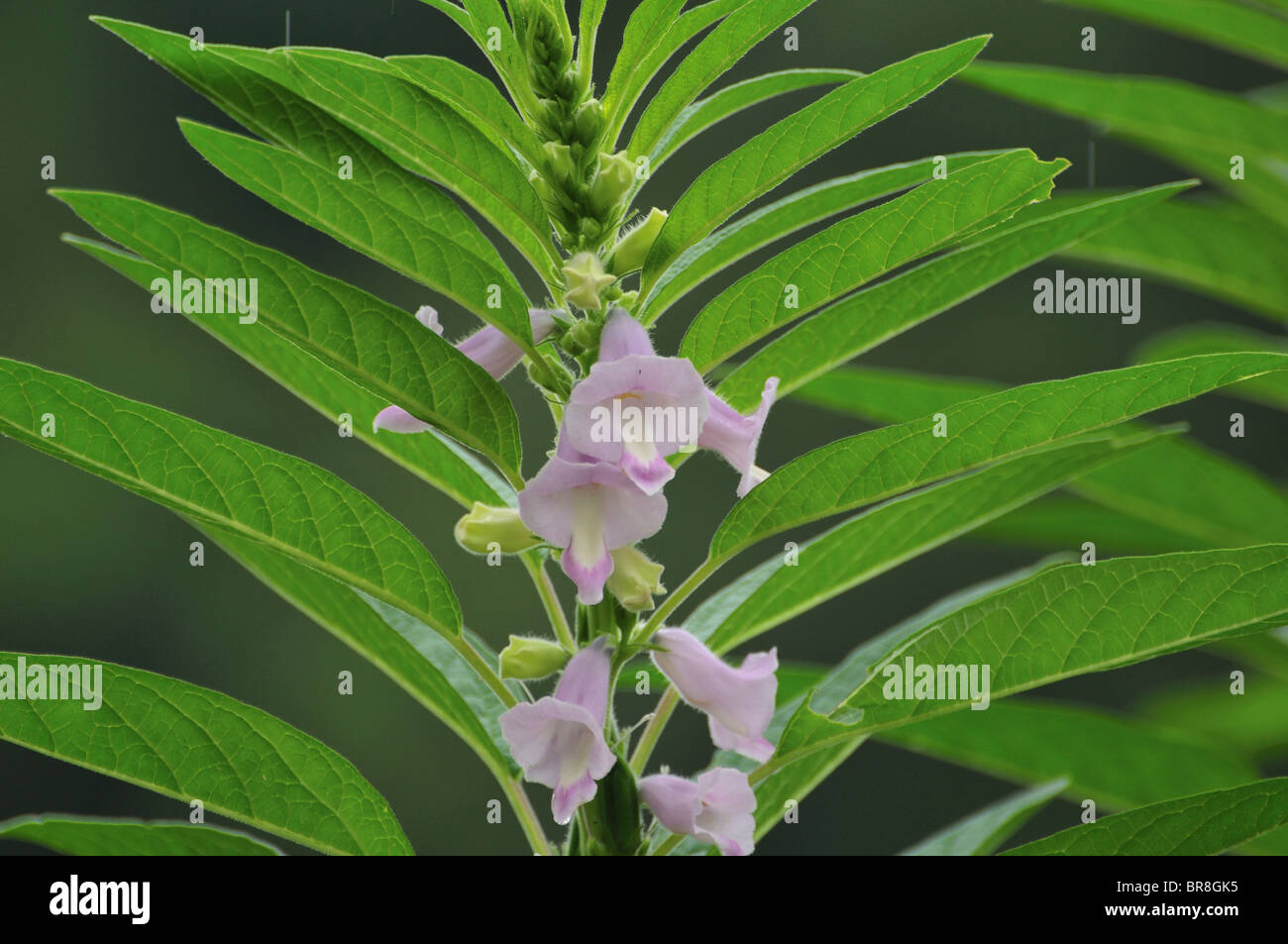 Sesampflanze mit blumen -Fotos und -Bildmaterial in hoher Auflösung – Alamy