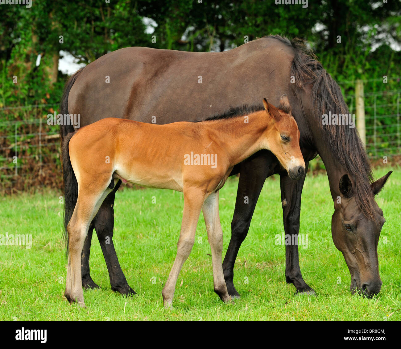 Horse Breeding Stockfotos und -bilder Kaufen - Alamy
