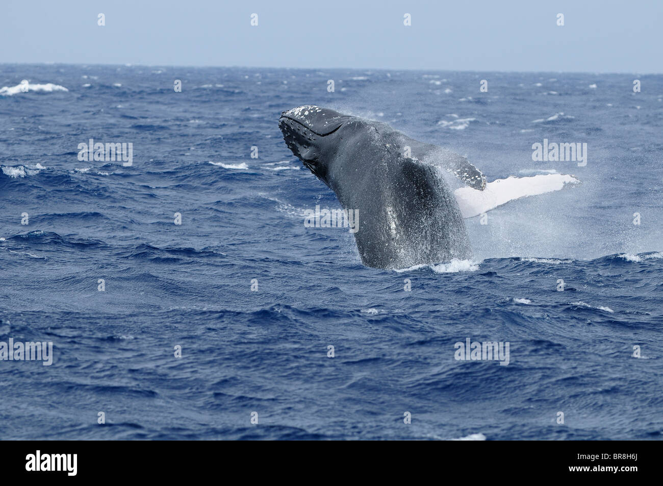Buckelwal springt in wasser -Fotos und -Bildmaterial in hoher Auflösung ...