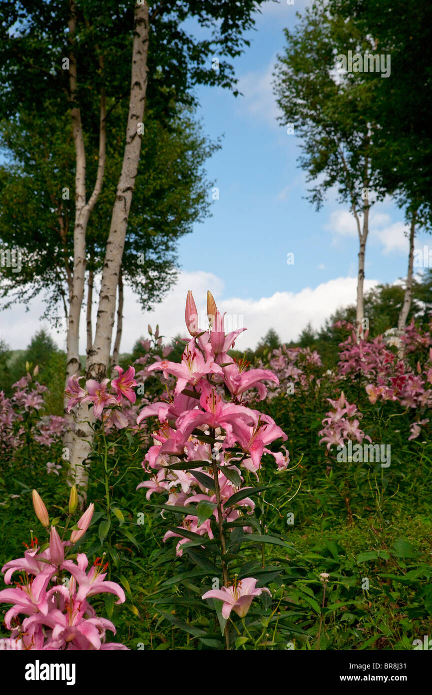 Rosa Lilien Stockfotos und -bilder Kaufen - Alamy