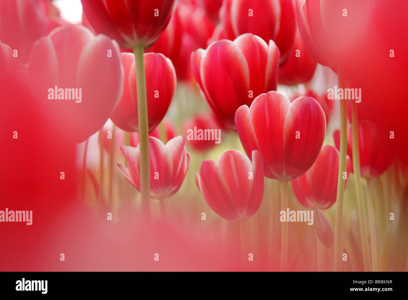 Tulpentulpen Blumenblumen Stockfotos und -bilder Kaufen - Alamy