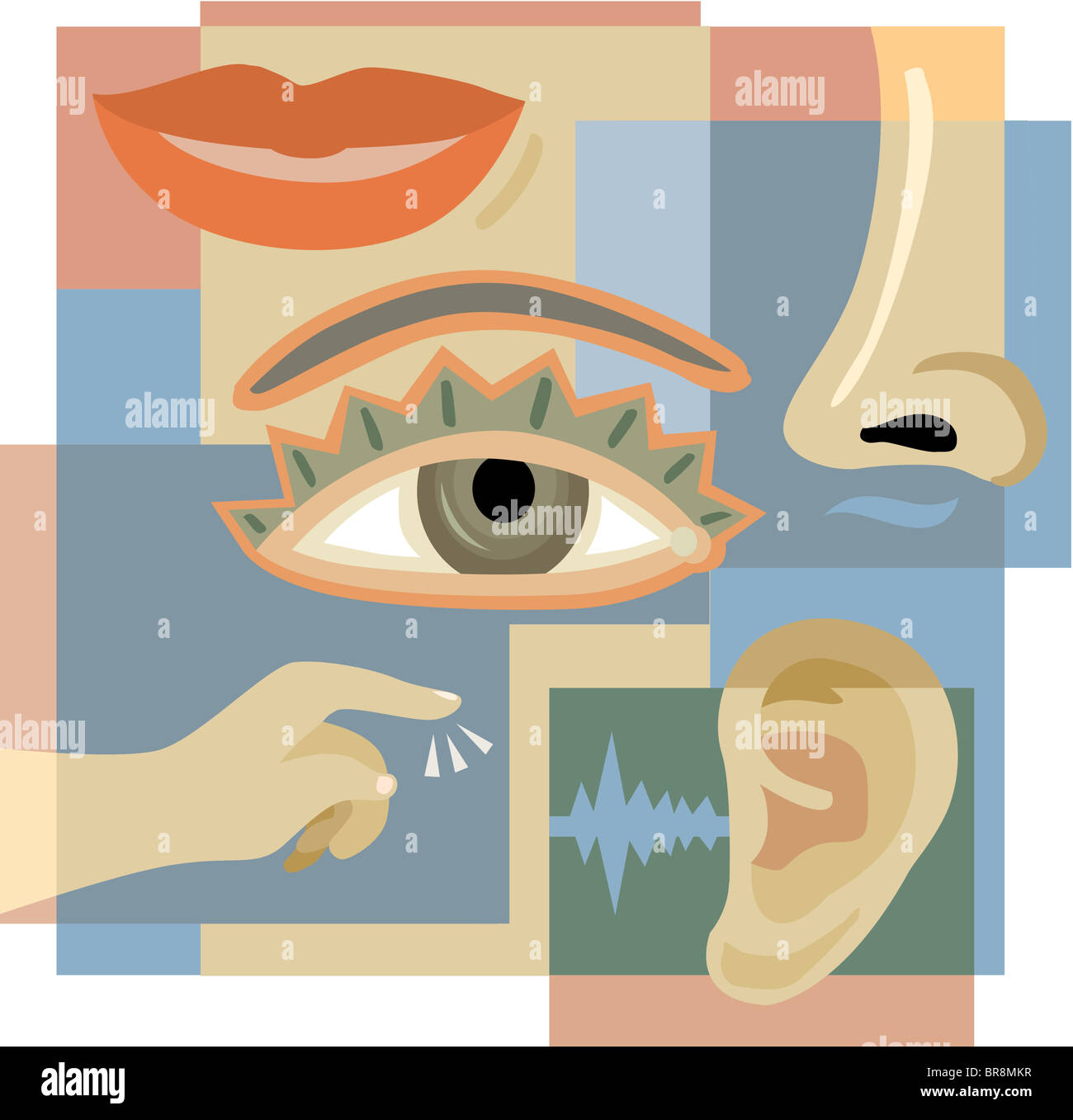 The five senses -Fotos und -Bildmaterial in hoher Auflösung – Alamy