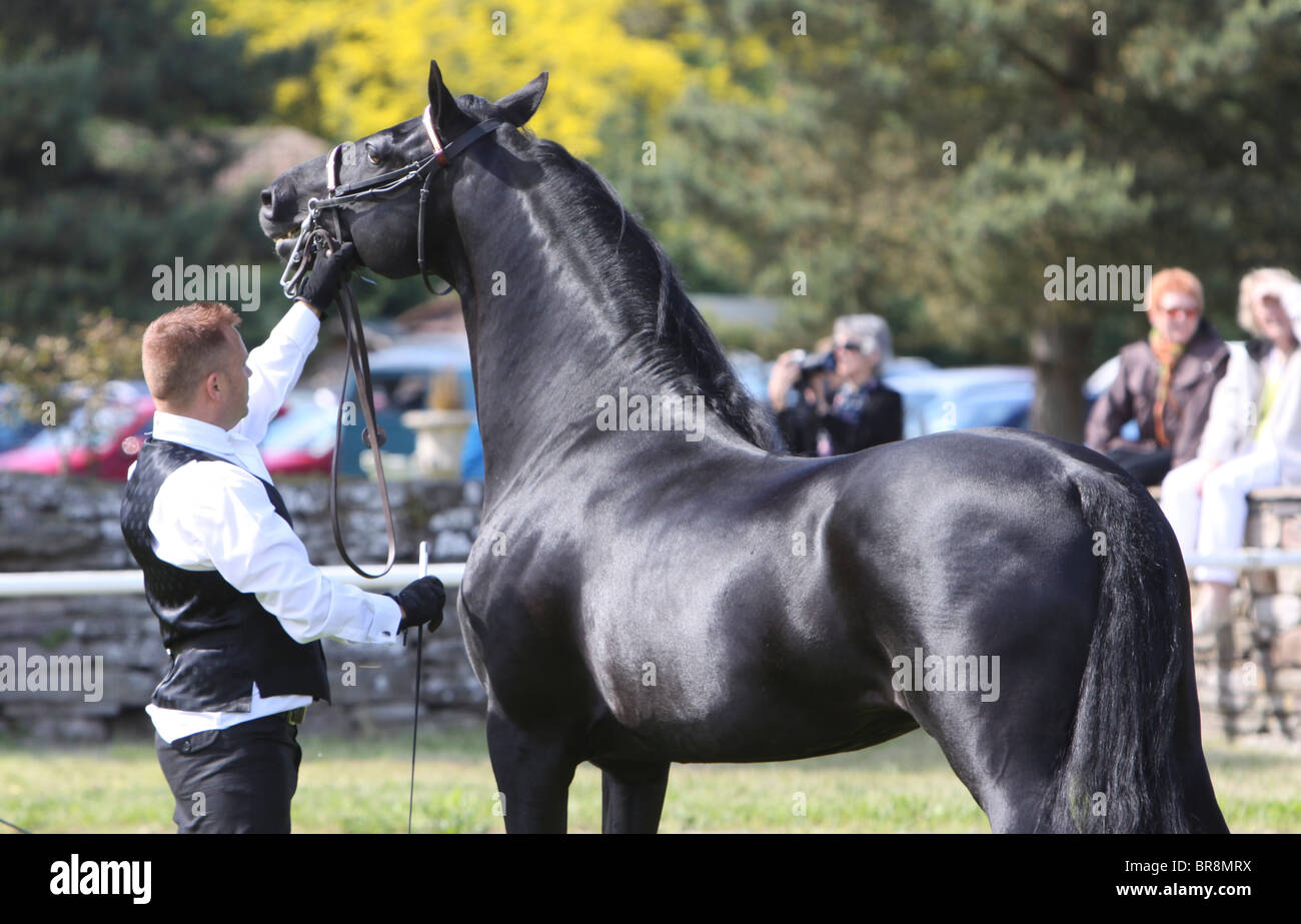 Morgan stallion -Fotos und -Bildmaterial in hoher Auflösung – Alamy