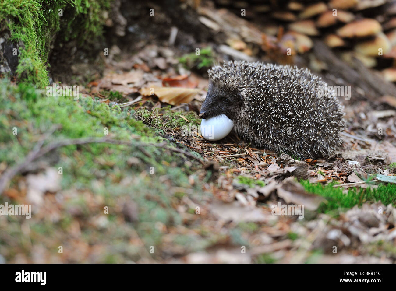 Europa igel -Fotos und -Bildmaterial in hoher Auflösung – Alamy