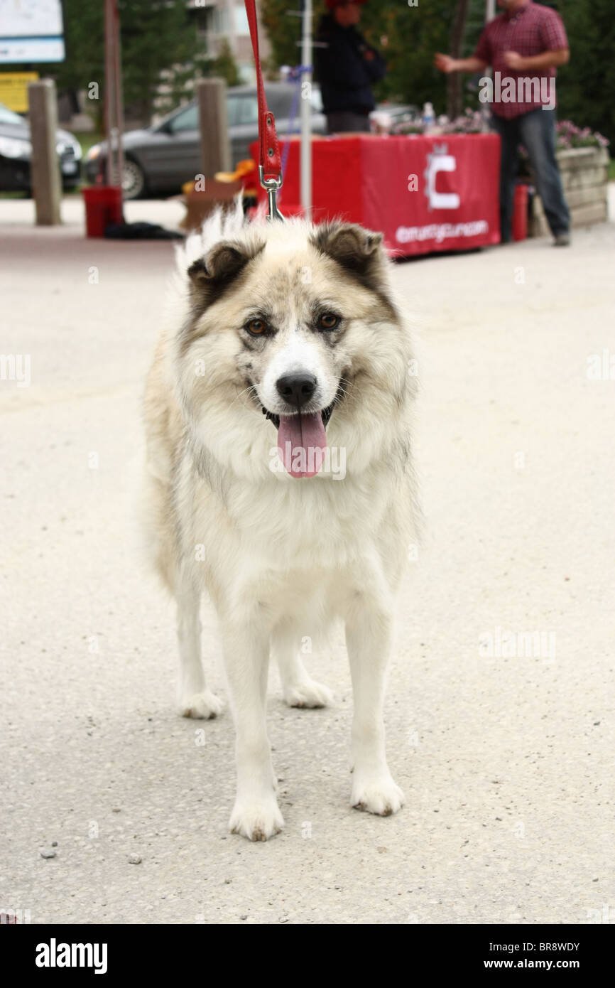 Weißer hund -Fotos und -Bildmaterial in hoher Auflösung – Alamy