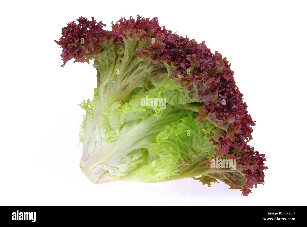 Lollo rosso -Fotos und -Bildmaterial in hoher Auflösung – Alamy