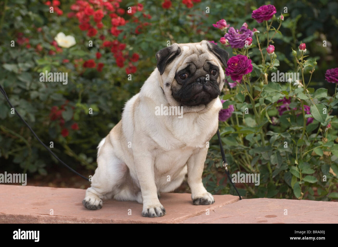 Tan pug -Fotos und -Bildmaterial in hoher Auflösung – Alamy