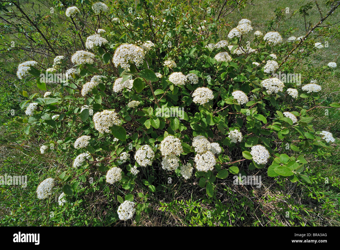 Wayfaring Baum (Viburnum Lantana) in Blüte, Belgien Stockfotografie - Alamy