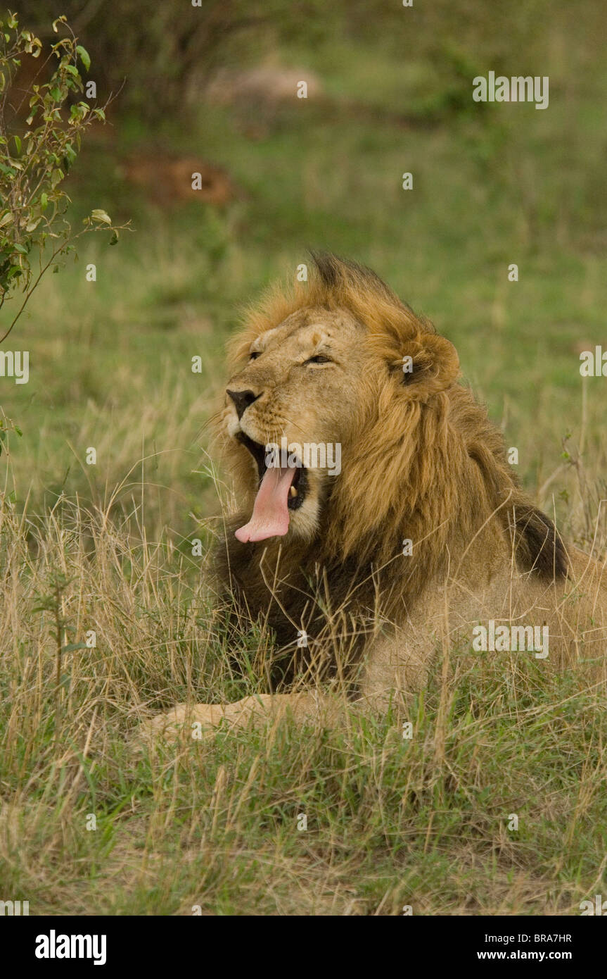 Männliche katze -Fotos und -Bildmaterial in hoher Auflösung – Alamy