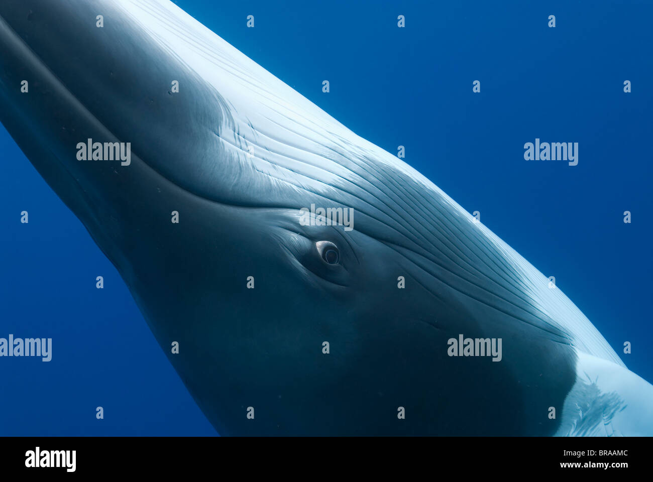 Zwerg zwergwal -Fotos und -Bildmaterial in hoher Auflösung – Alamy